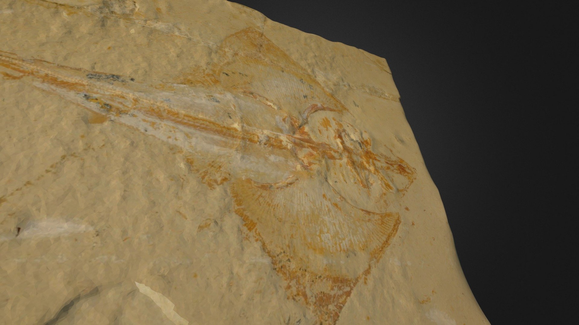 GUITARFISH FOSSIL - 3D model by 3D Fossils (@conqueror78) [ba18e50 ...