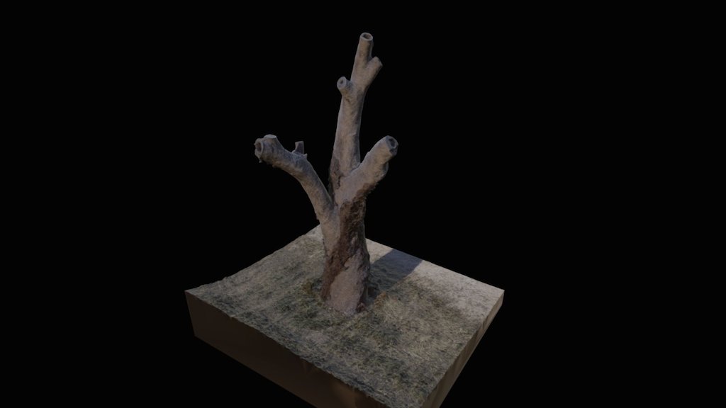Dead tree model - 3D model by peterwatson [ba1ea89] - Sketchfab