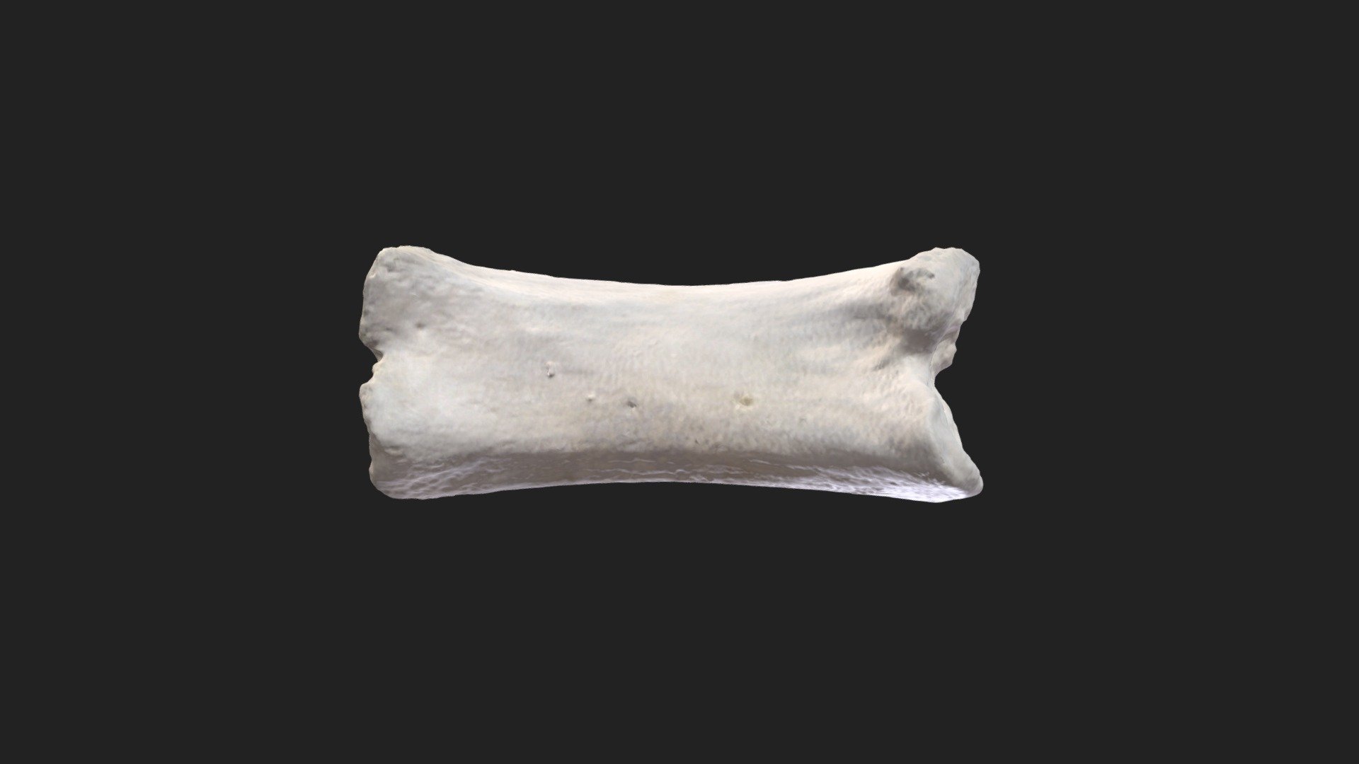 1st sternebra cat - 3D model by vetanatMunich [ba1eb1f] - Sketchfab