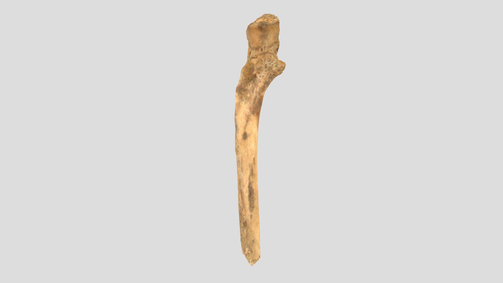 CA-187 R Ulna - 3D model by r.j.gilmour [ba1fdbb] - Sketchfab