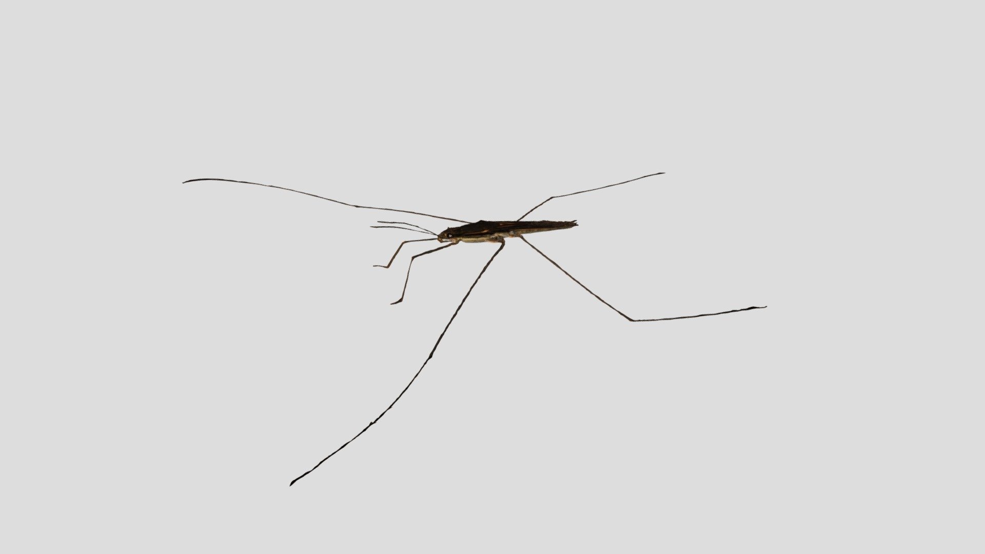 CC0 オオアメンボ Giant Water Strider | Animation - Download Free 3D model by ...