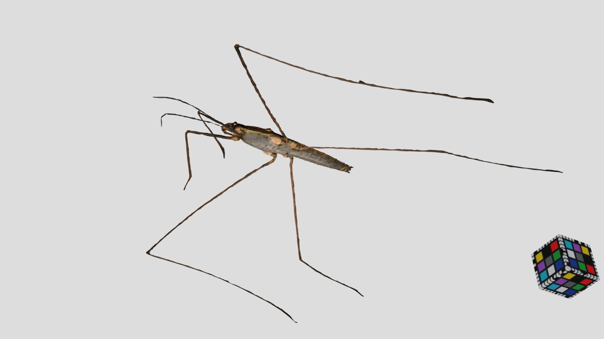 オオアメンボ Giant Water Strider, Aquarius elongatus - Download Free 3D model ...