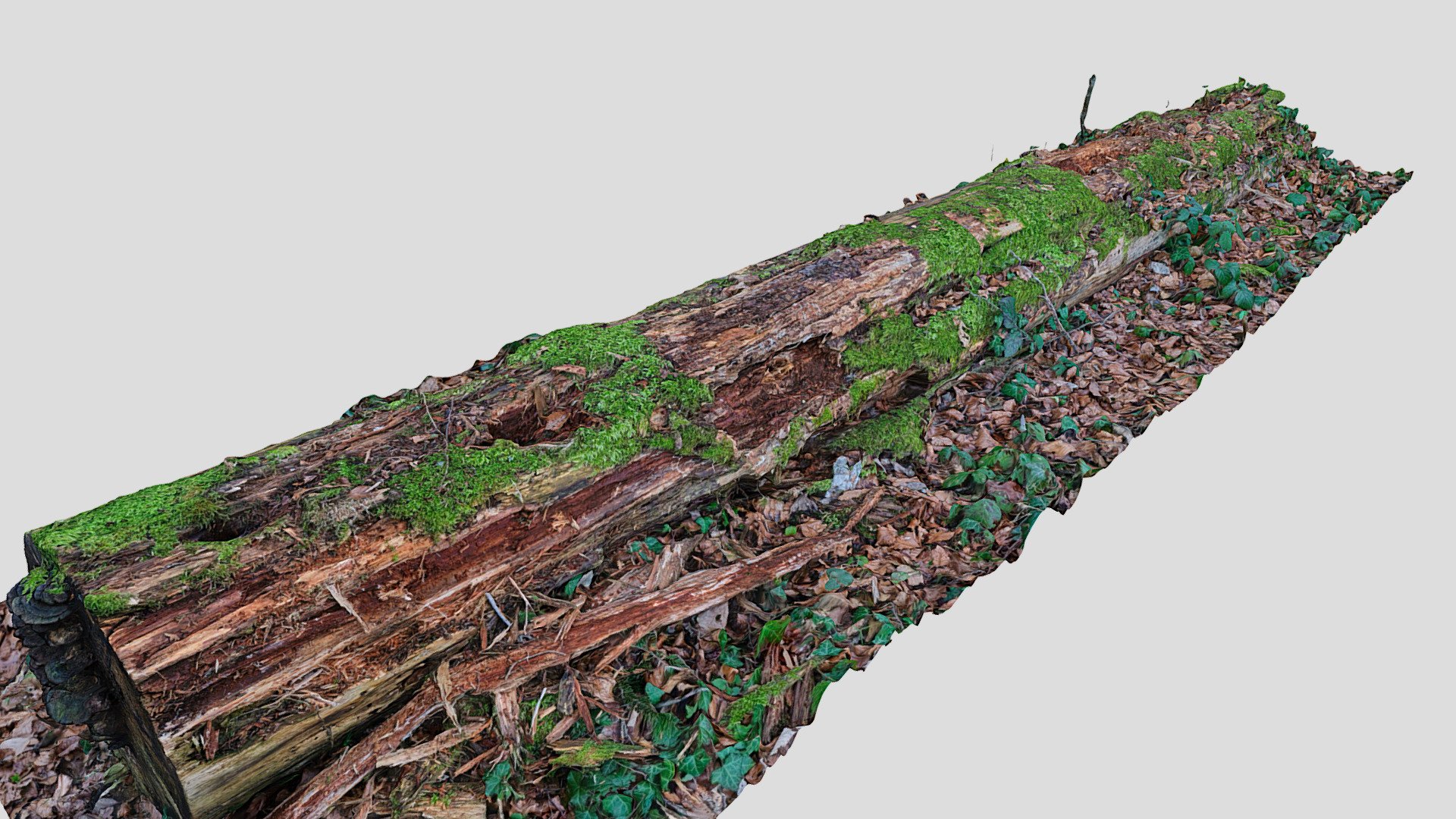 Tree scan 8k 051 - Buy Royalty Free 3D model by immerge [ba3e84b ...