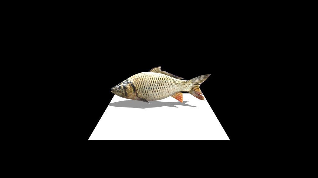 Sea Creatures - A 3D model collection by Chris.Nikolajsen - Sketchfab