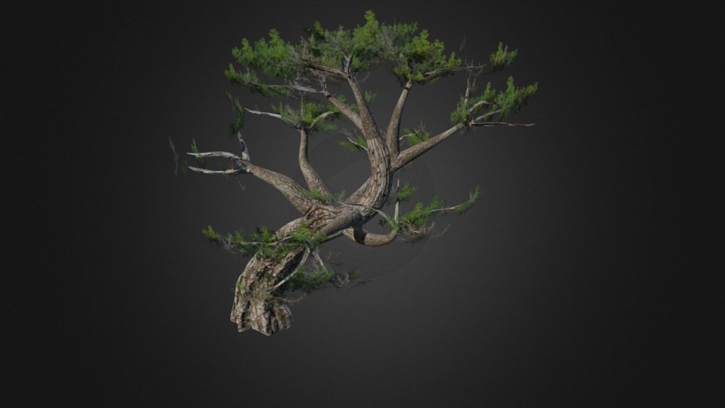 Wind Animated Tree - 3D model by jason_ivens [ba4517a] - Sketchfab
