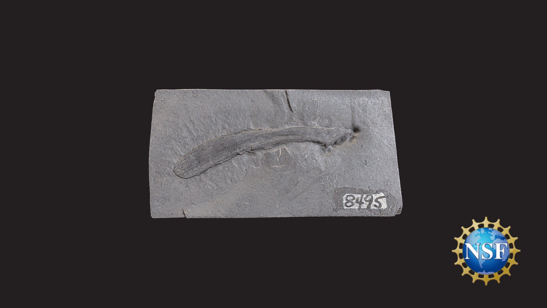 CMNH 8495 Micro Arthrodire Infragnathal - 3D model by Cleveland Museum ...