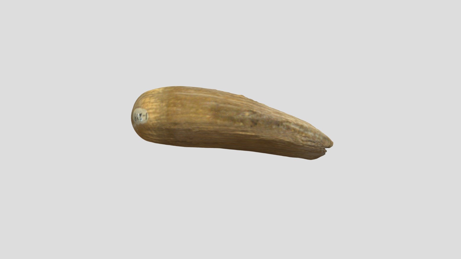 Whale tooth1-239 - 3D model by CWUMuseum [ba4a181] - Sketchfab