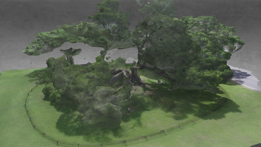 Collapsed Banyan Tree of NCKU - 3D model by National Cheng Kung ...