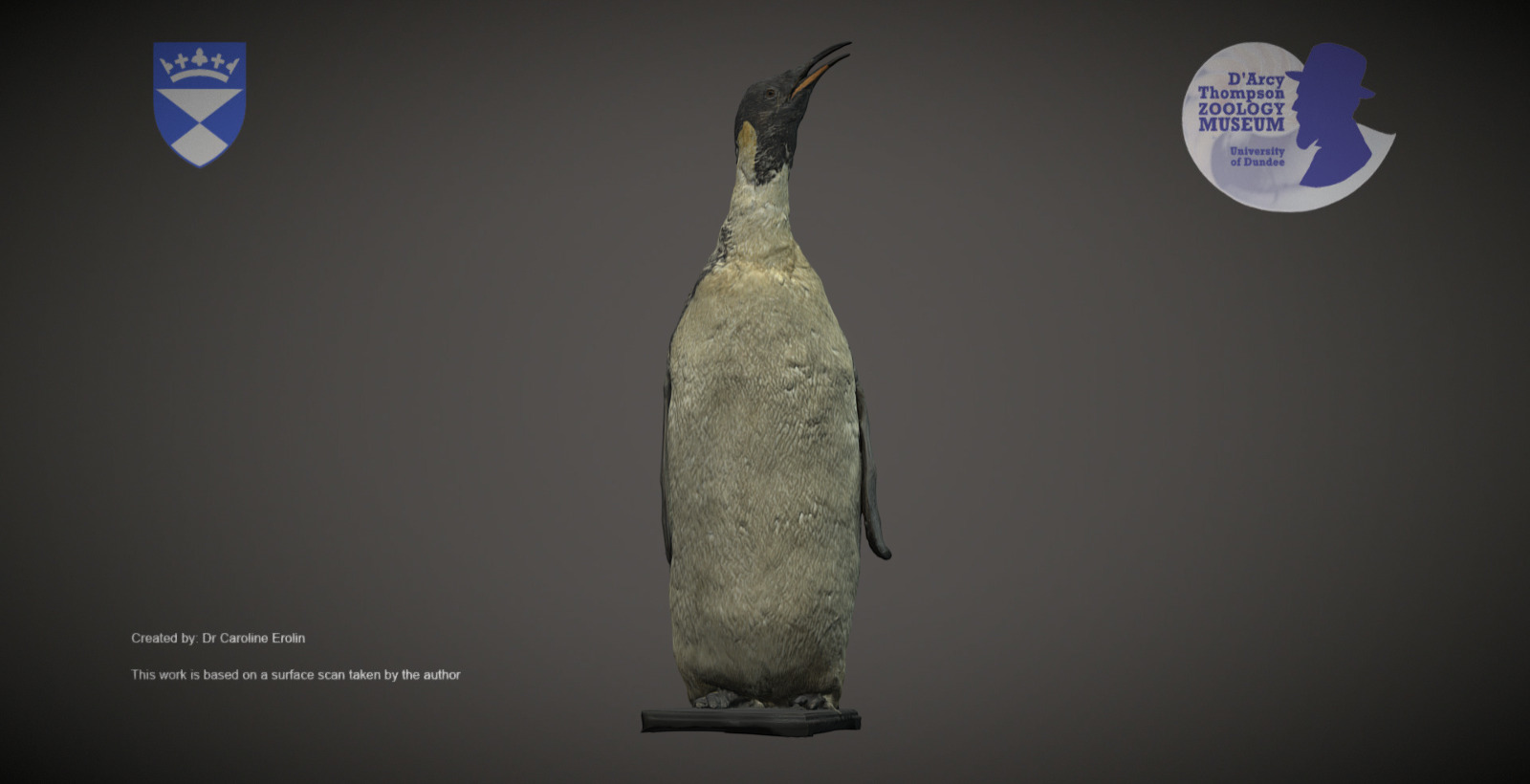 Emperor Penguin - Download Free 3D model by University of Dundee Museum ...