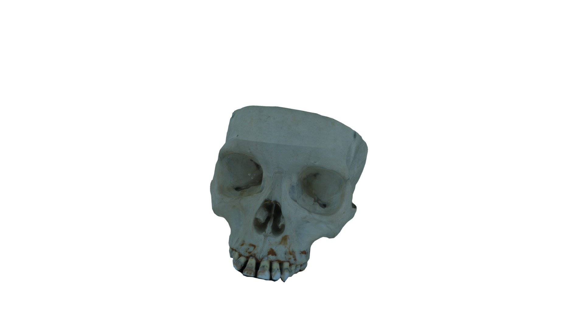 Skull Base 00A 15k - 3D model by ericyap [ba5ef19] - Sketchfab