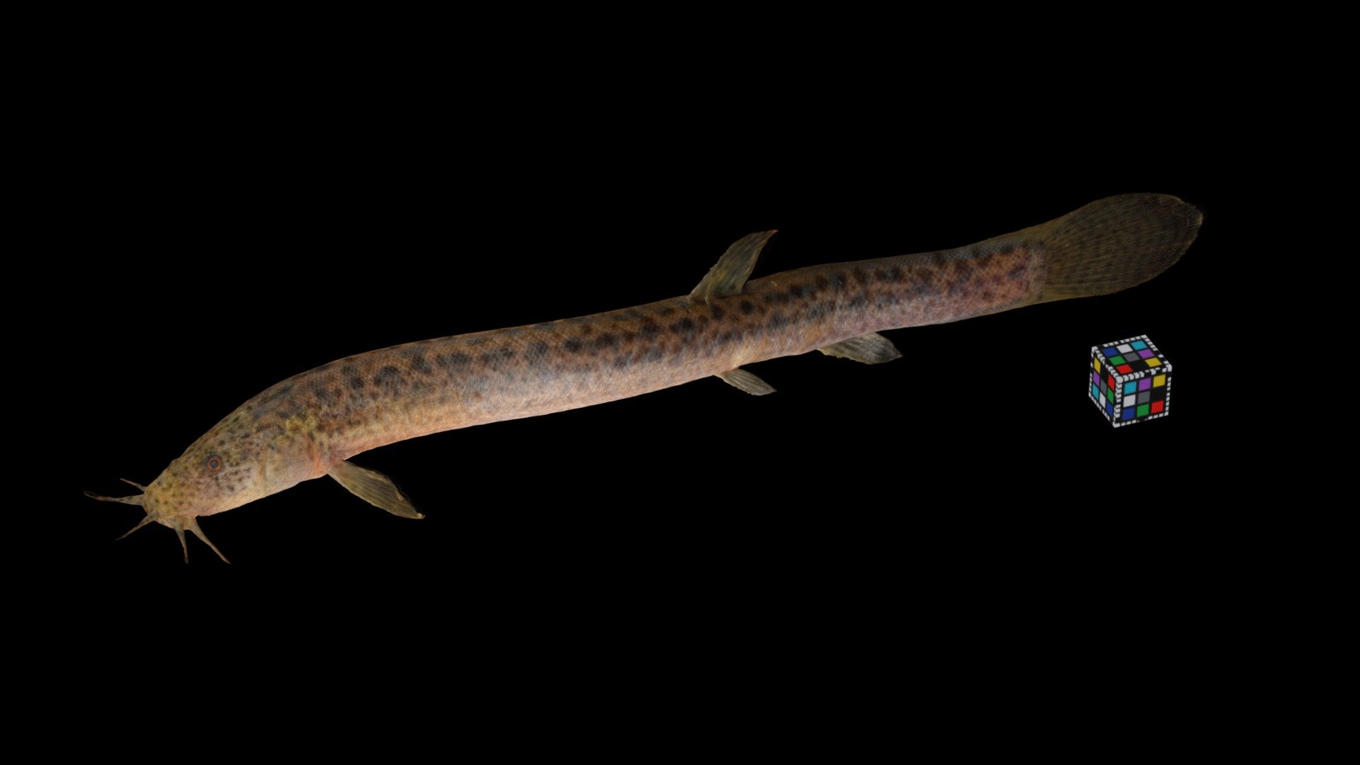 キタドジョウ ♀ Japanese Northern Loach, Misgurnus sp. - Download Free 3D ...