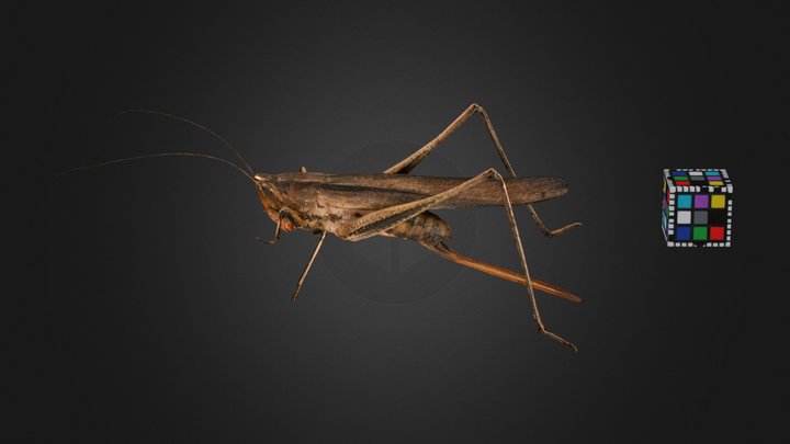 Cricket 3D models - Sketchfab