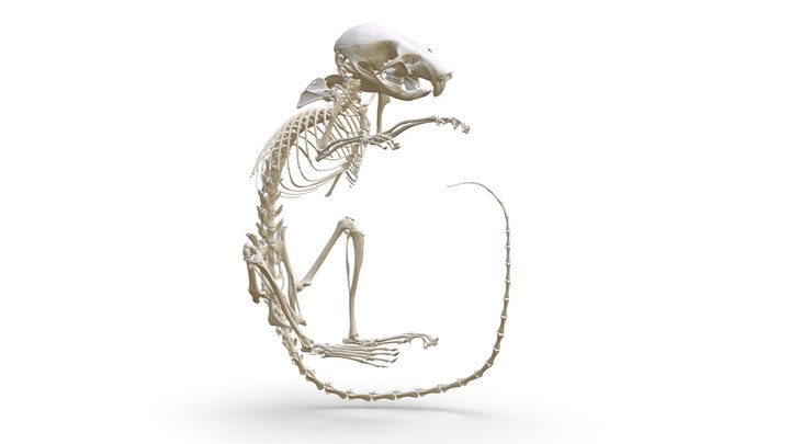X-ray-microtomography 3D models - Sketchfab