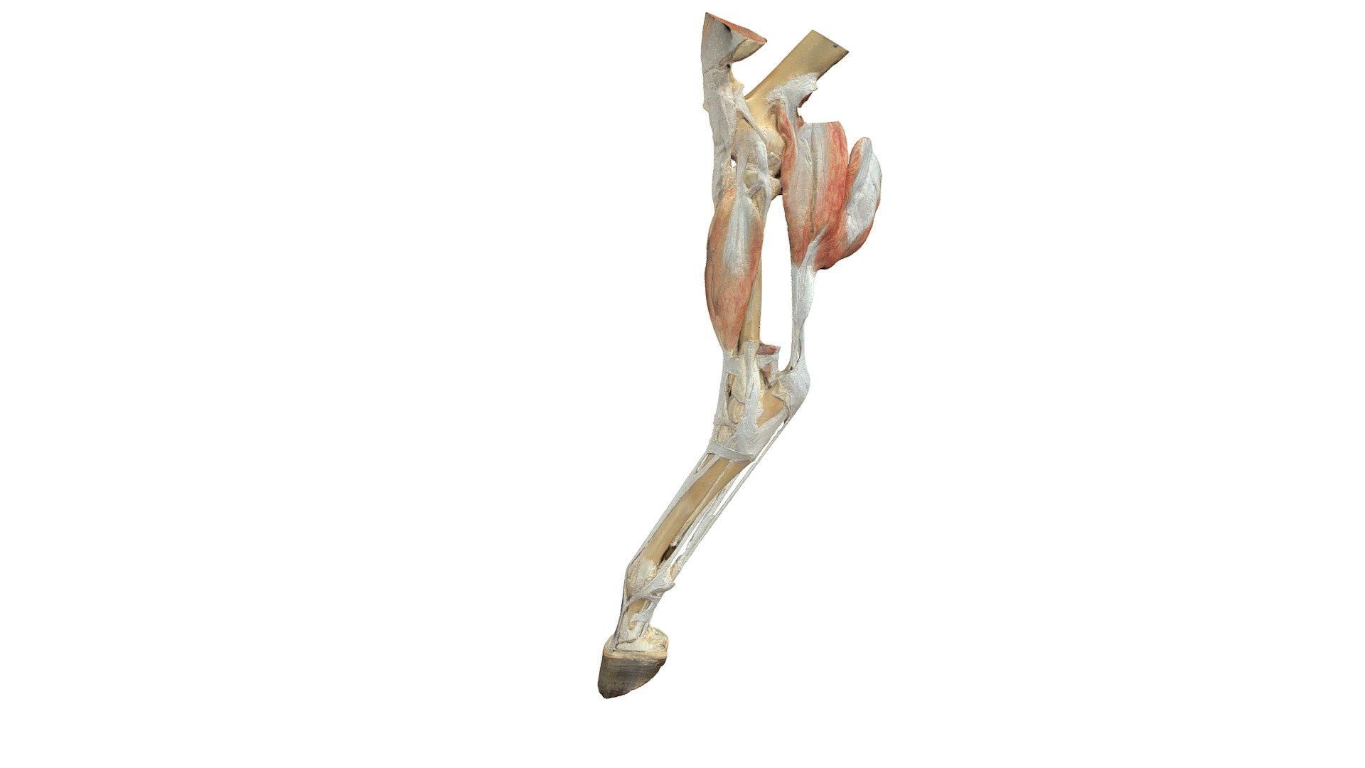 Horse, passive stay and reciprocal apparatus - 3D model by Vetanat.UZH ...