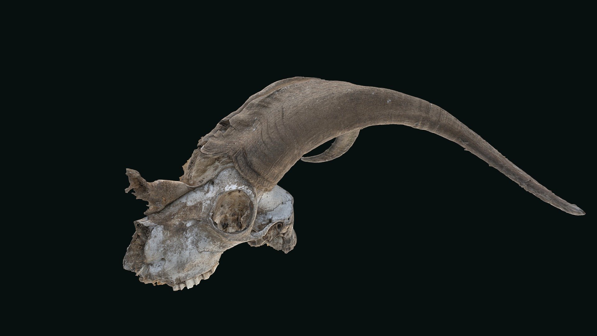 Aries skull photogrammetry - Buy Royalty Free 3D model by Saulius.Zaura ...
