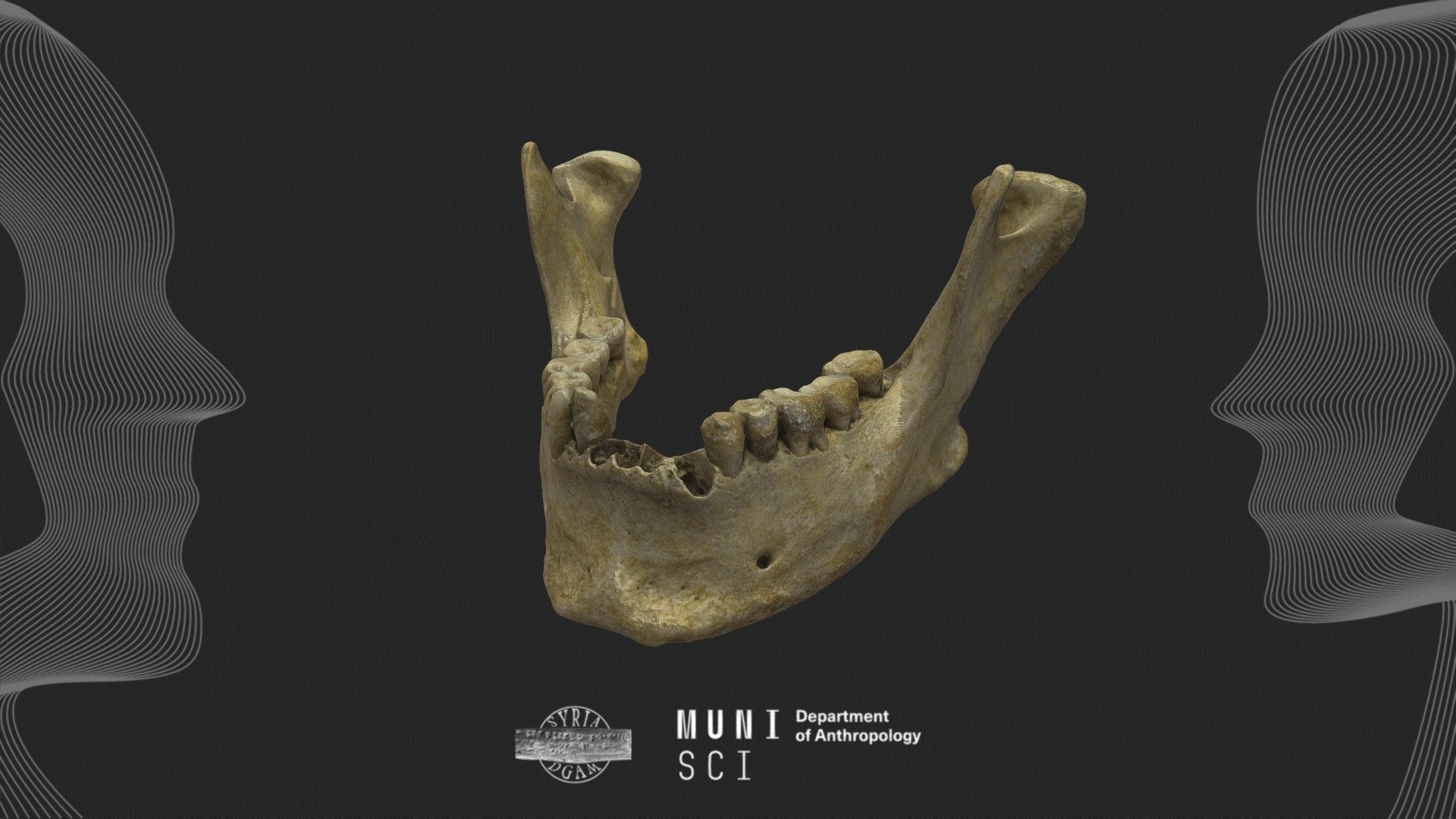 Archaeological human mandible #1 - Syria - Download Free 3D model by ...