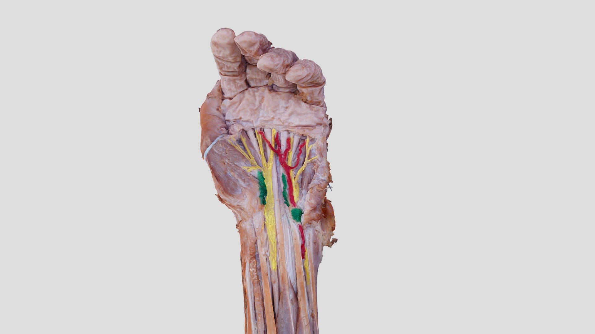 Regio carpalis - 3D model by kucharm [ba7a04f] - Sketchfab