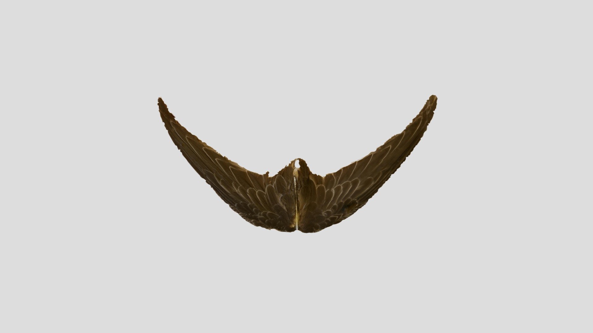 3D Swift wing Photogrammetry - 3D model by perh [ba9331e] - Sketchfab