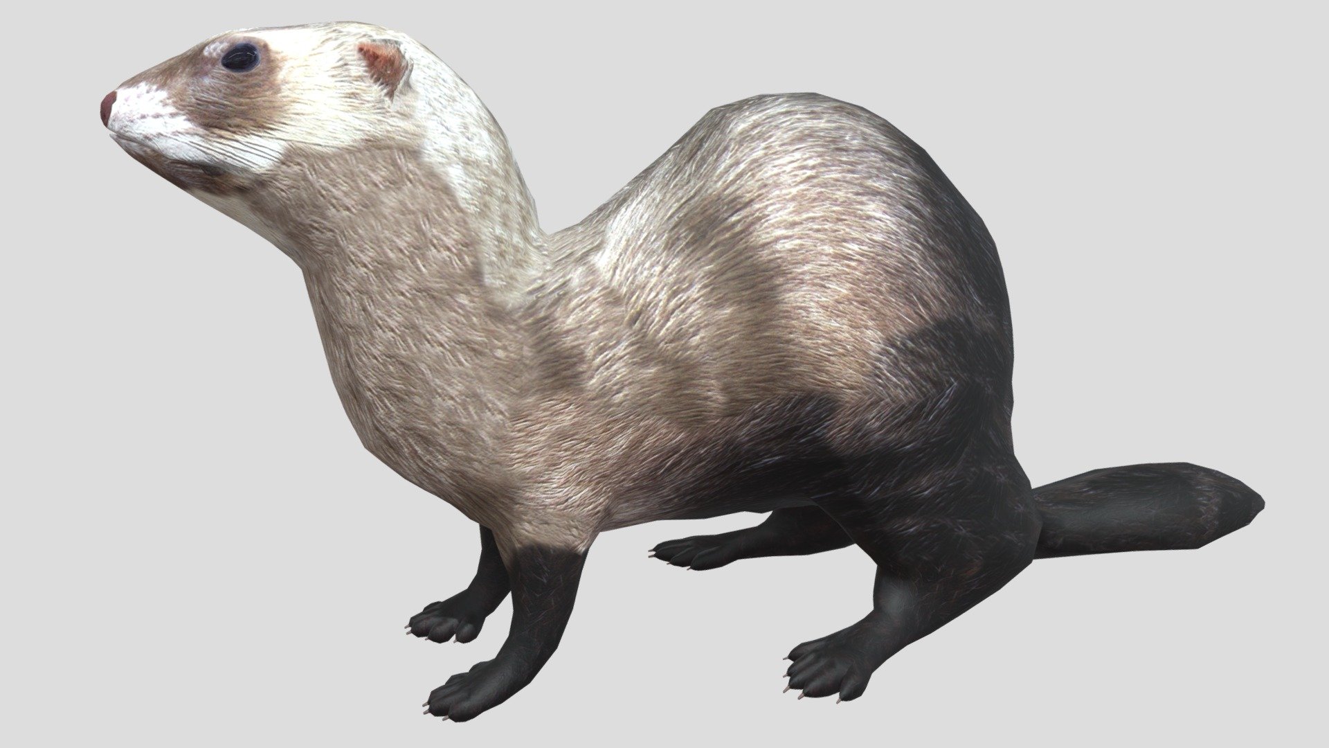 Ferret Blend - Buy Royalty Free 3D model by rmilushev [ba9a512 ...