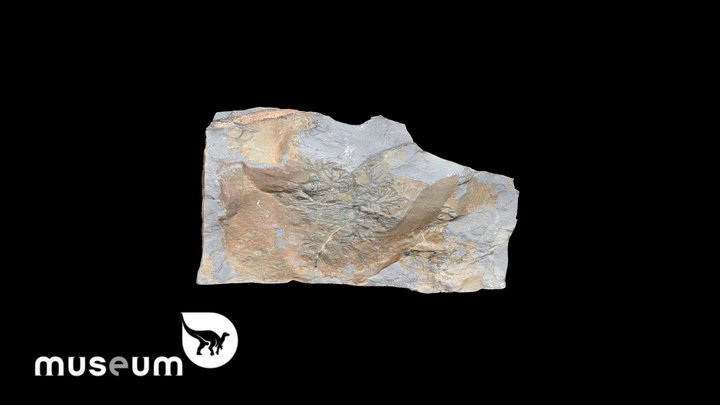 Rhodea 3D models - Sketchfab