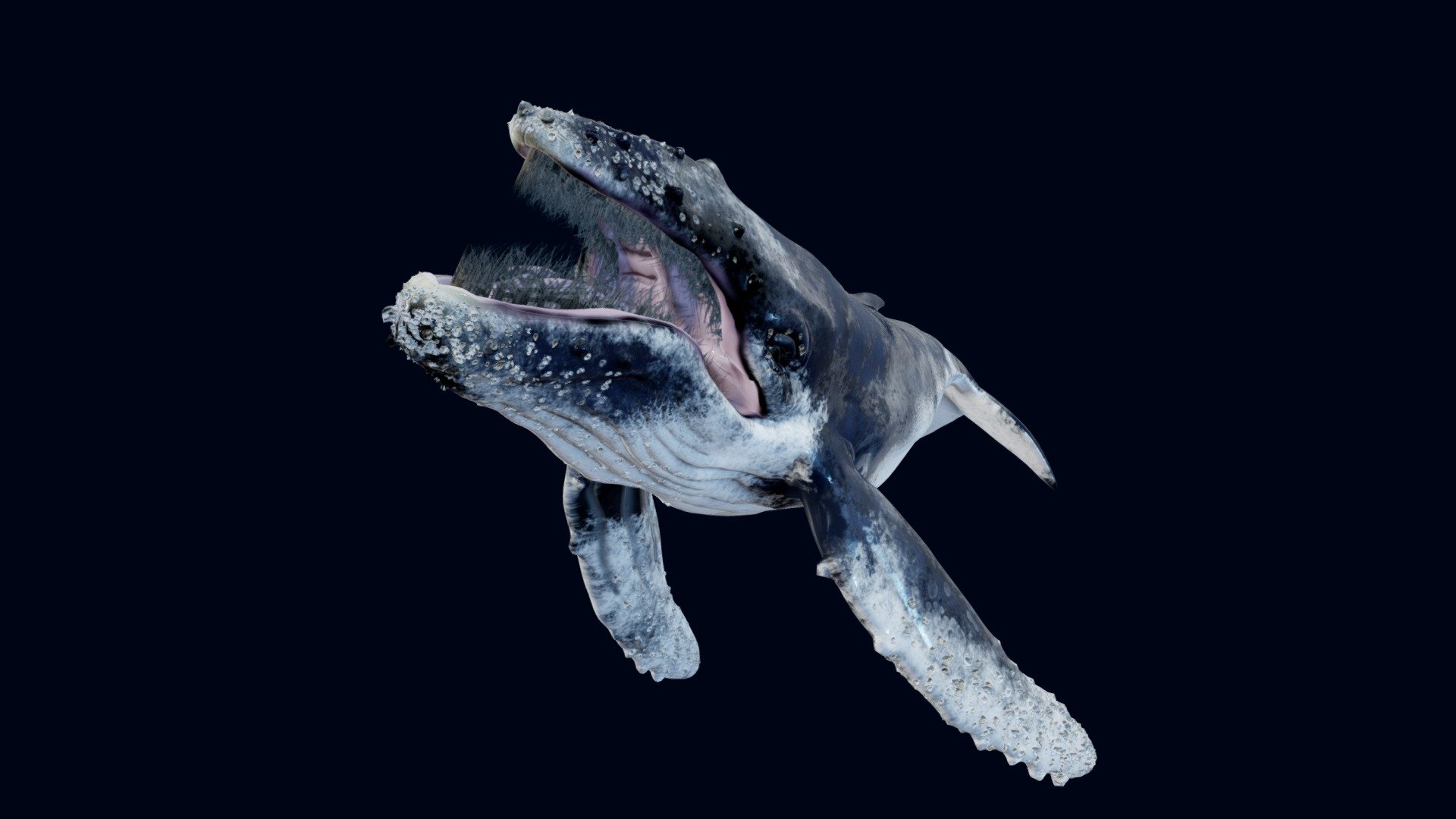 Humpback Whale - Buy Royalty Free 3D model by Zyleck [baa82bd ...