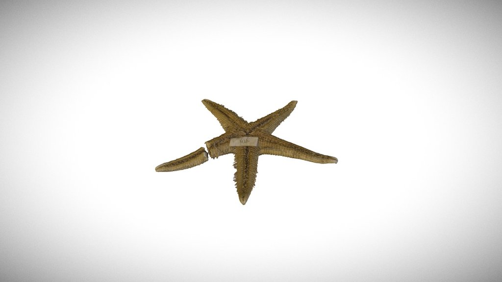 Astropecten armatus / CASIZ 101781 - 3D model by California Academy of ...