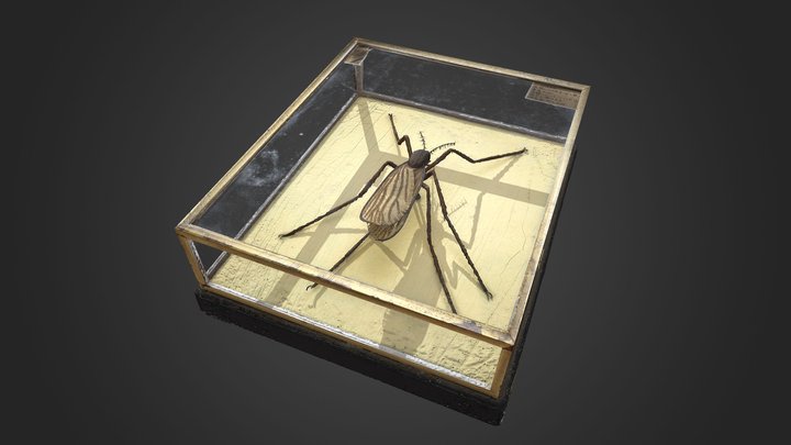 Parasitology 3D models - Sketchfab