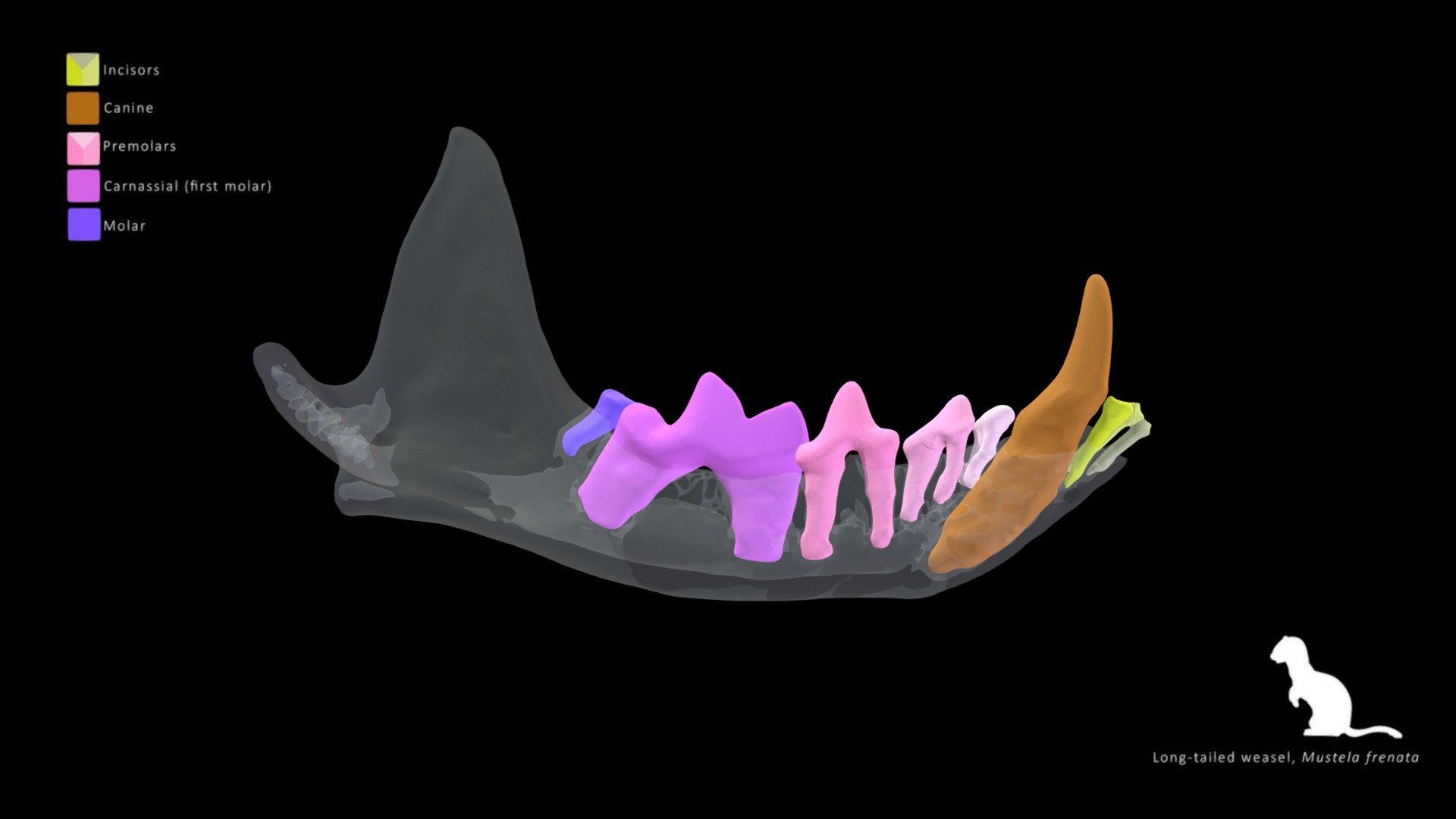 Long-tailed weasel mandible dentition - 3D model by Blackburn Lab ...