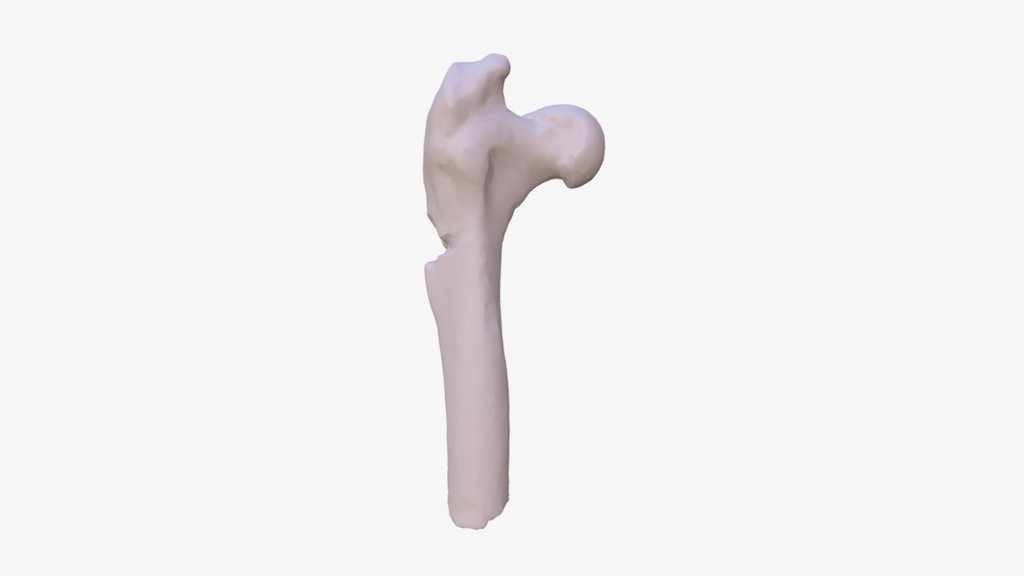 KNM-ER 28 Proximal Femur - 3D model by Dartmouth (@dartmouth-college ...
