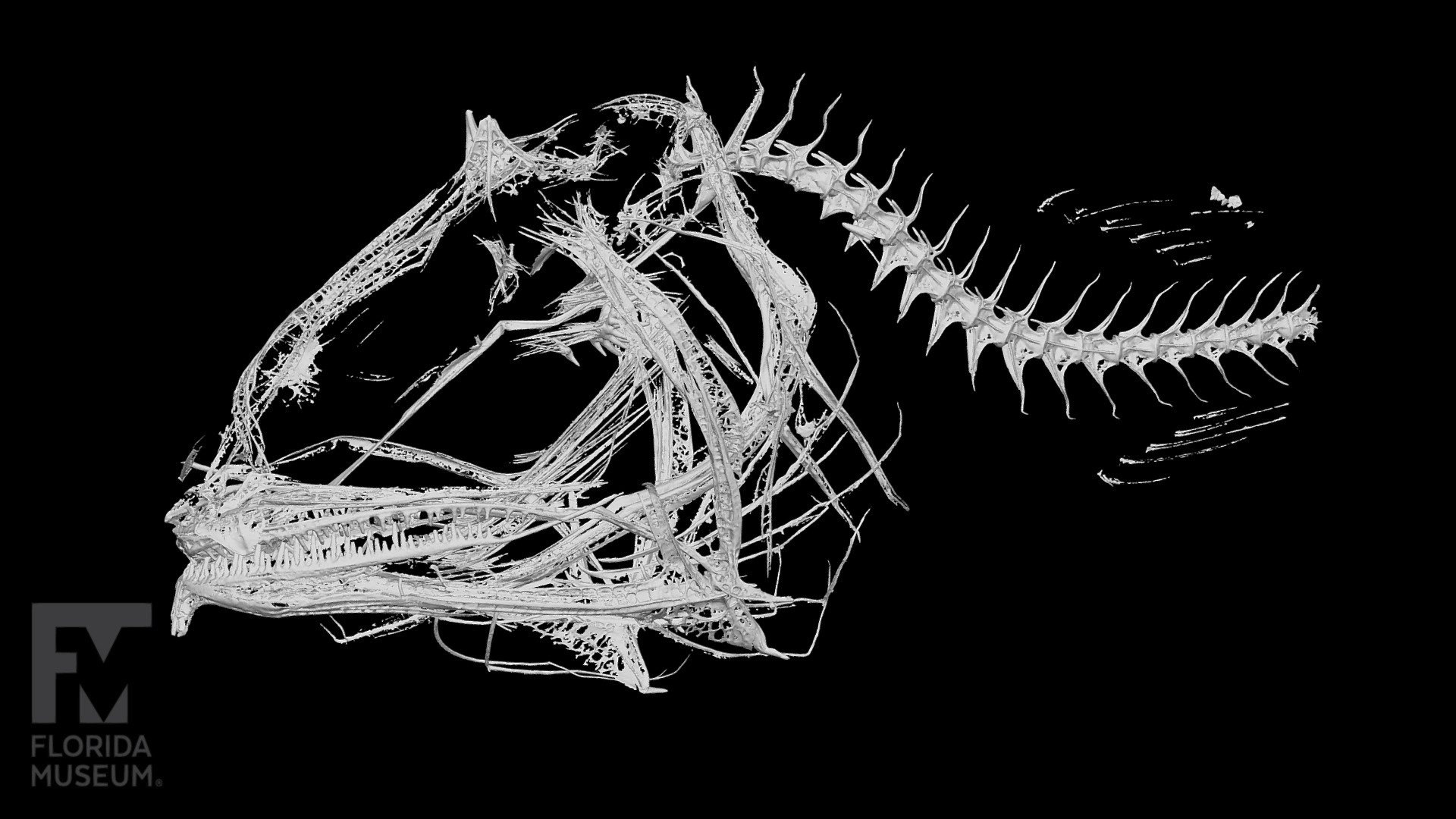 Black Devil Fish CT Scan, Oneirodidae - 3D model by FloridaMuseum ...