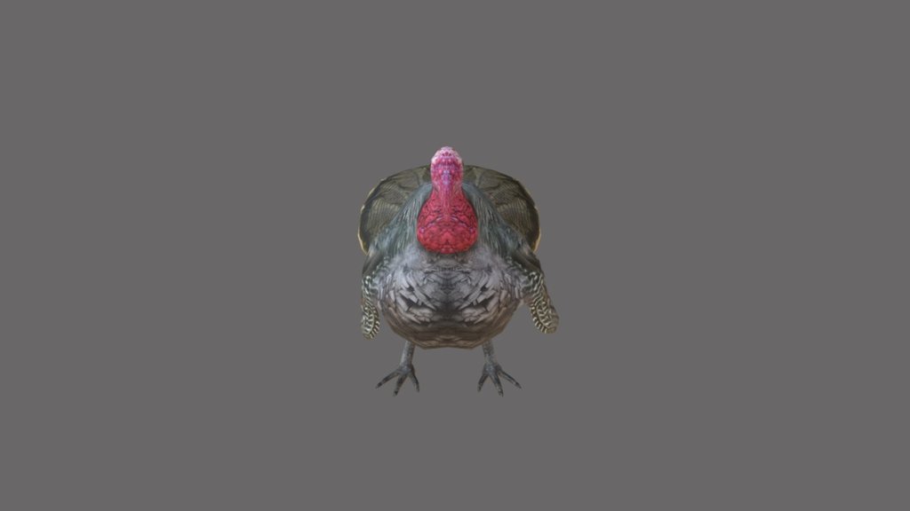 Turkey - 3D model by kwhsu [bad721e] - Sketchfab