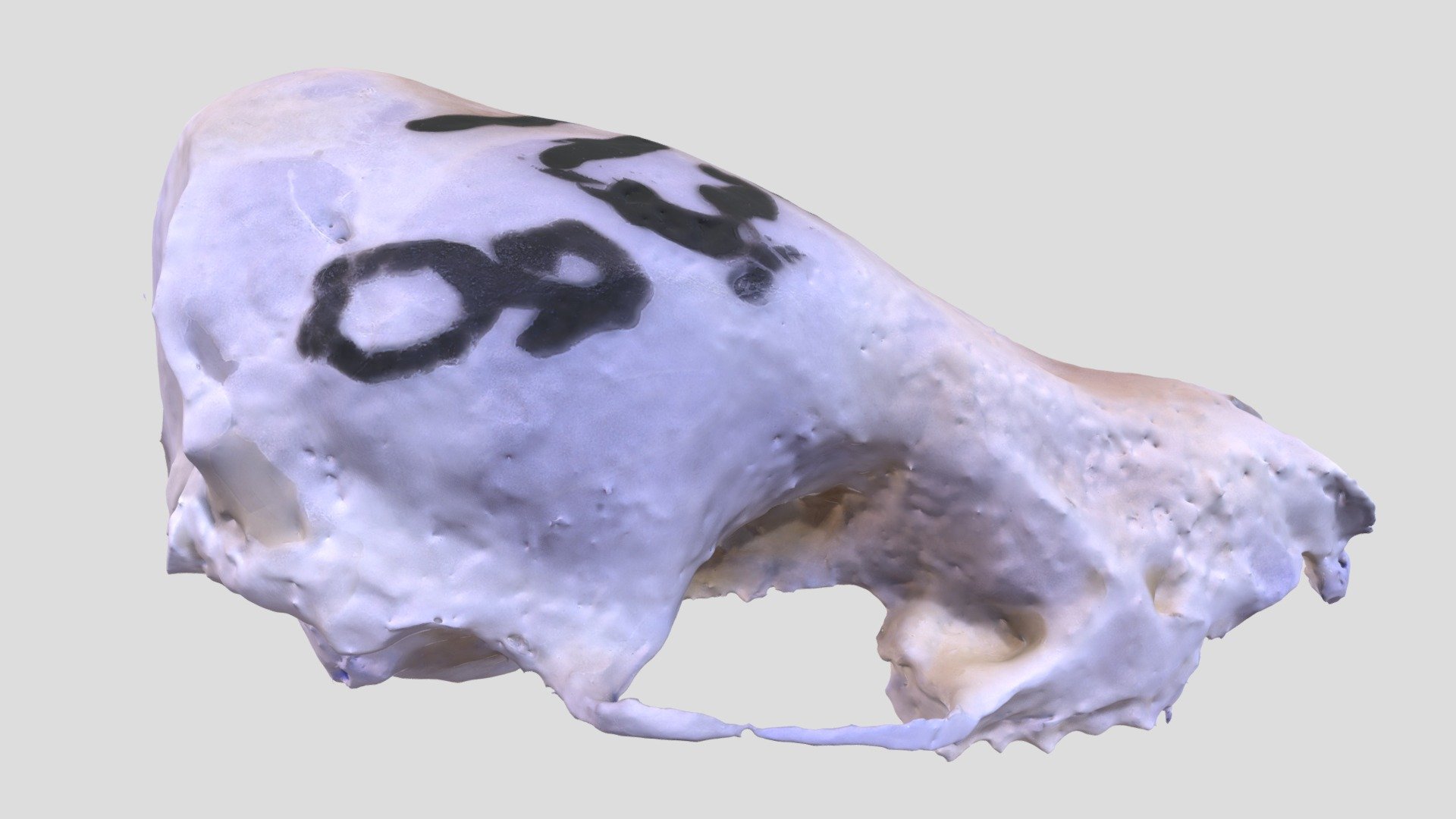 UWYMV:Mamm:113, Myotis volans interior, crania - Download Free 3D model ...