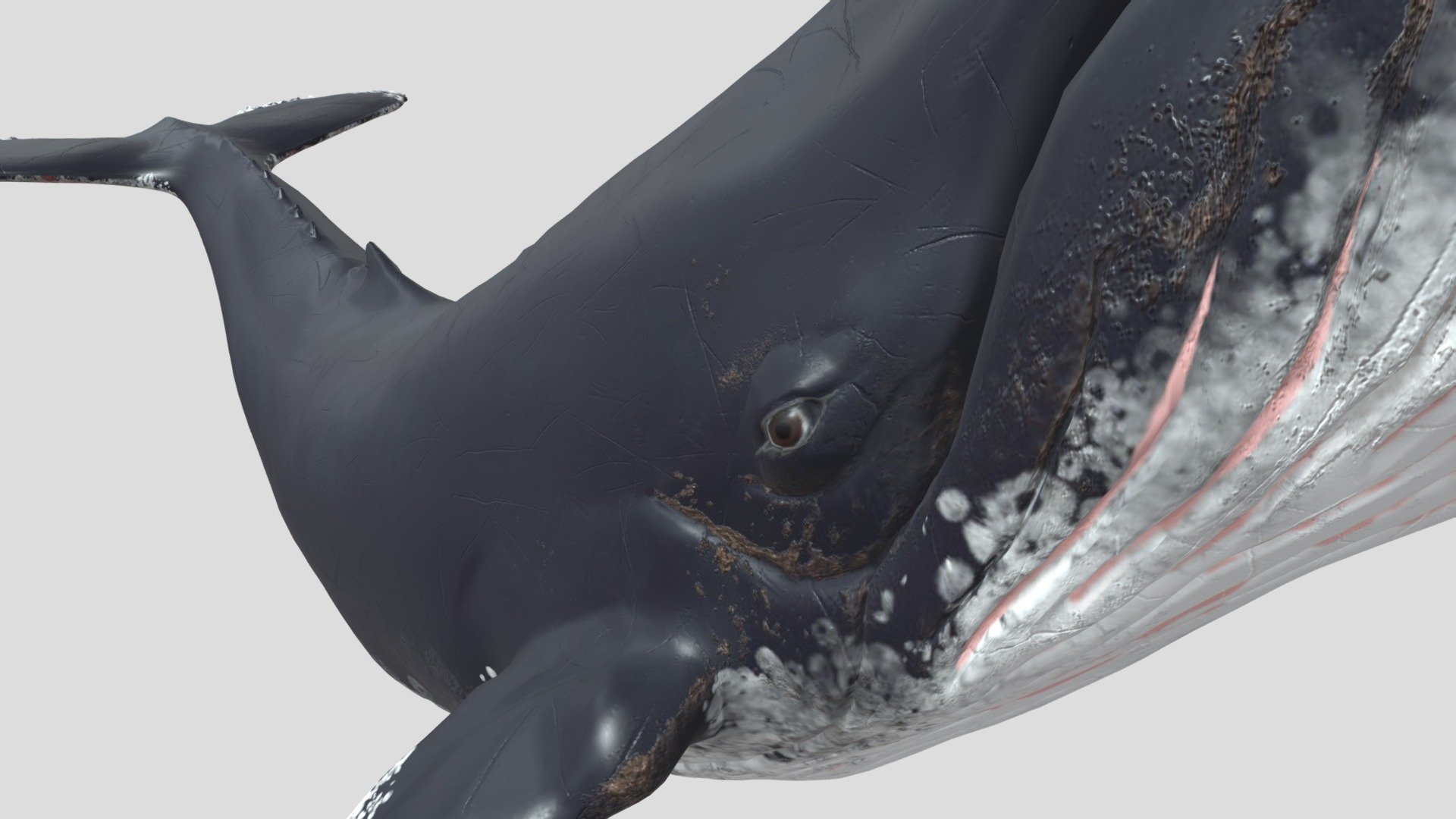 4K 鲲 Humpback Whale Jump3 - Buy Royalty Free 3D model by haibo (@haibo545001) [baec969 ...