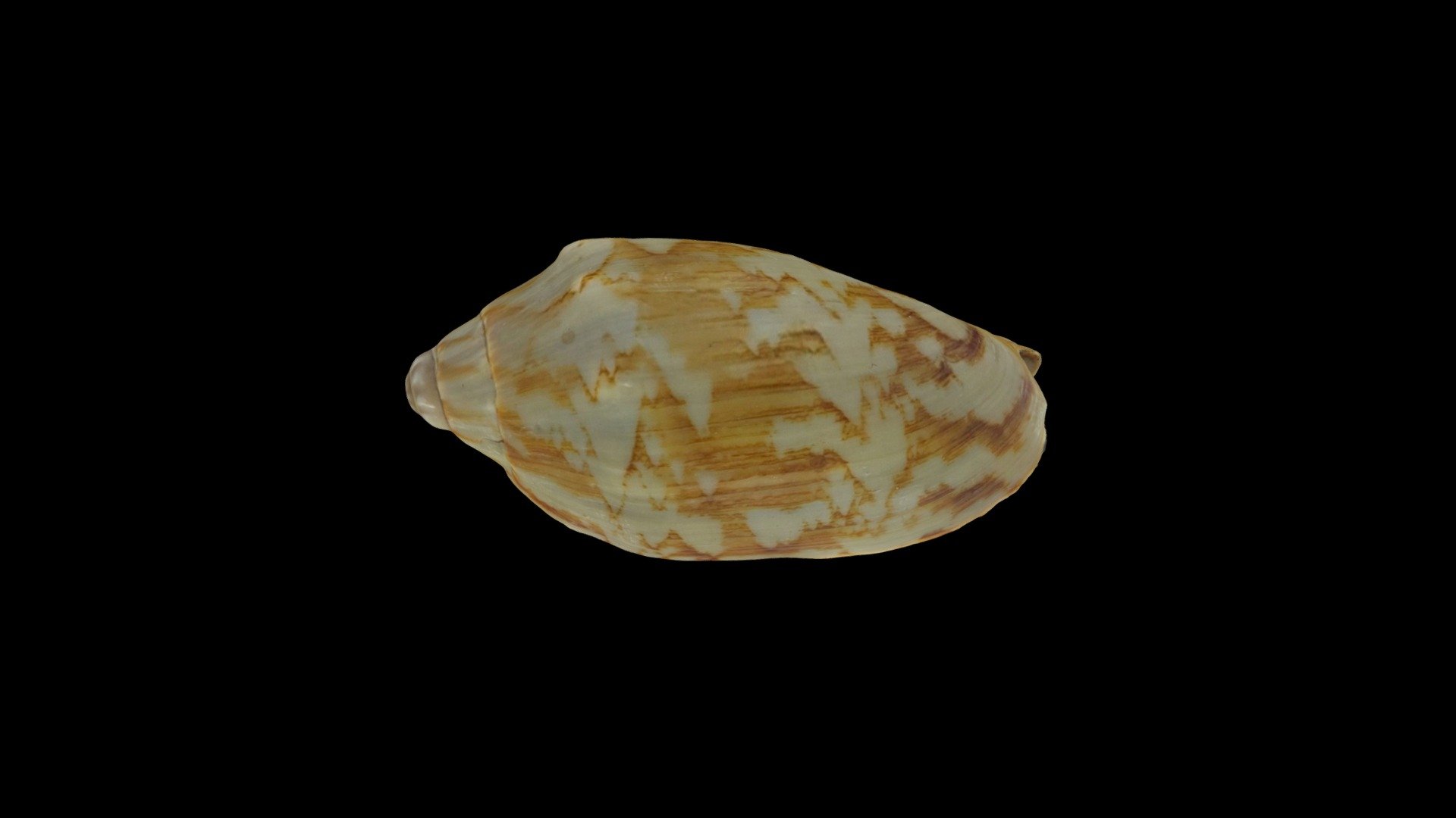 Conus episcopus - Download Free 3D model by latedcapuerj [baf678f ...
