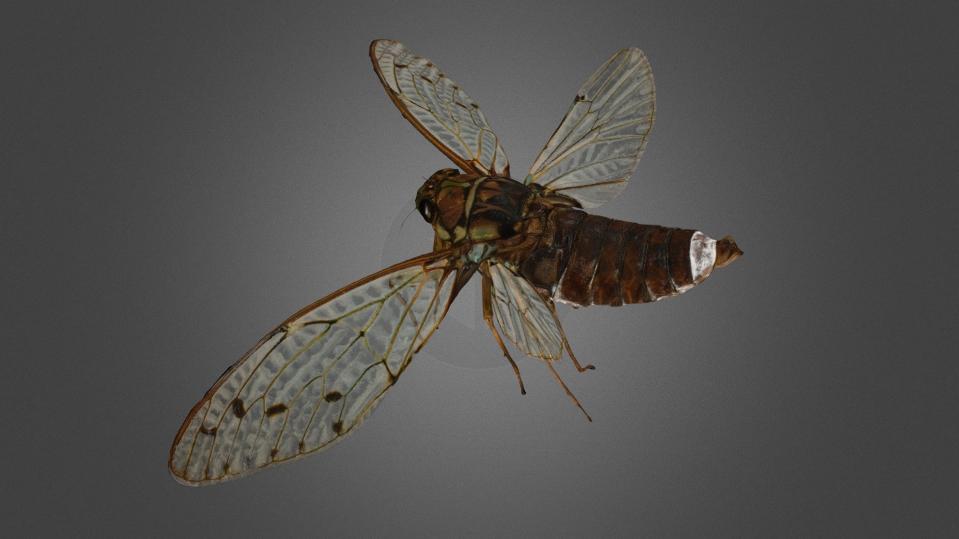 CC0 ヒグラシ ♂ Evening Cicada, Tanna japonensis - Download Free 3D model by ...