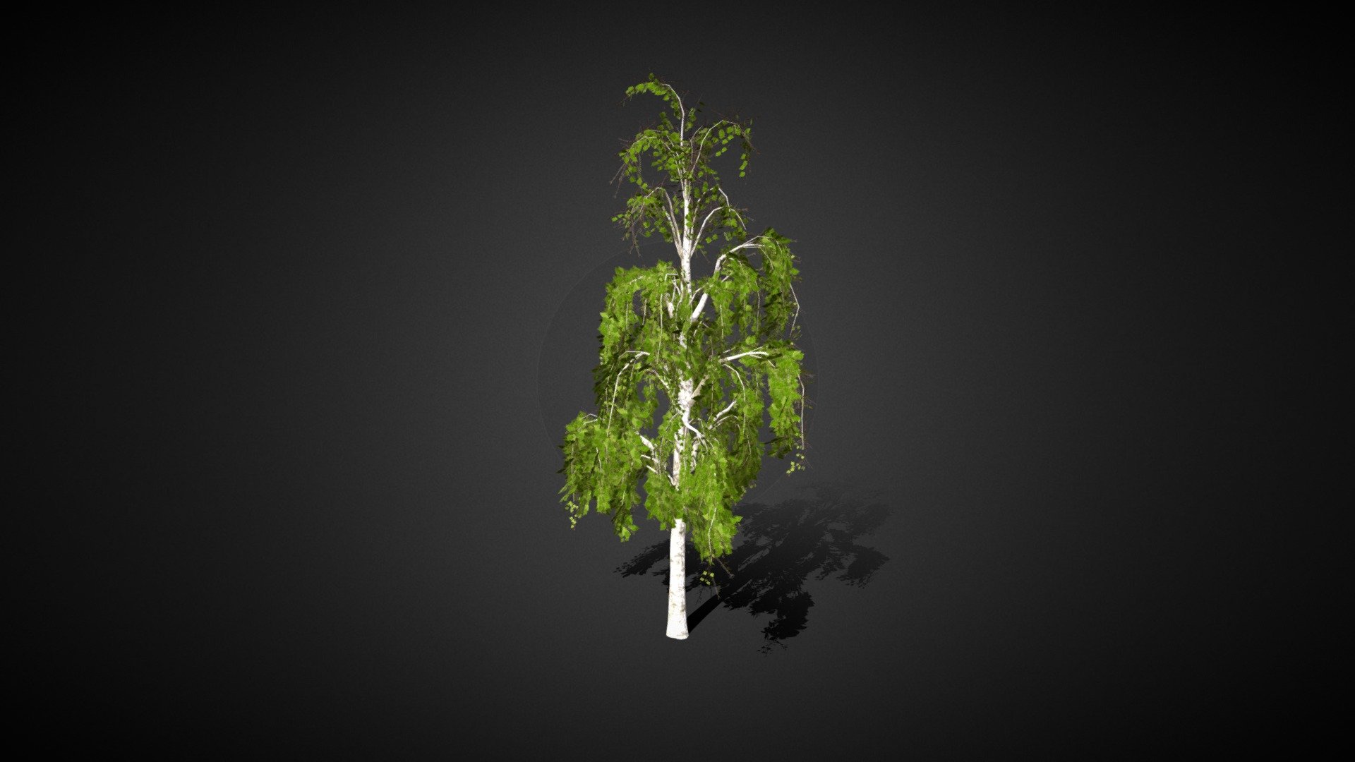 Birch - 3D model by Sevenemag [bb02ce4] - Sketchfab