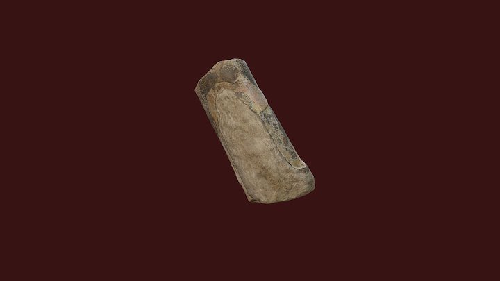 Baculites 3D models - Sketchfab
