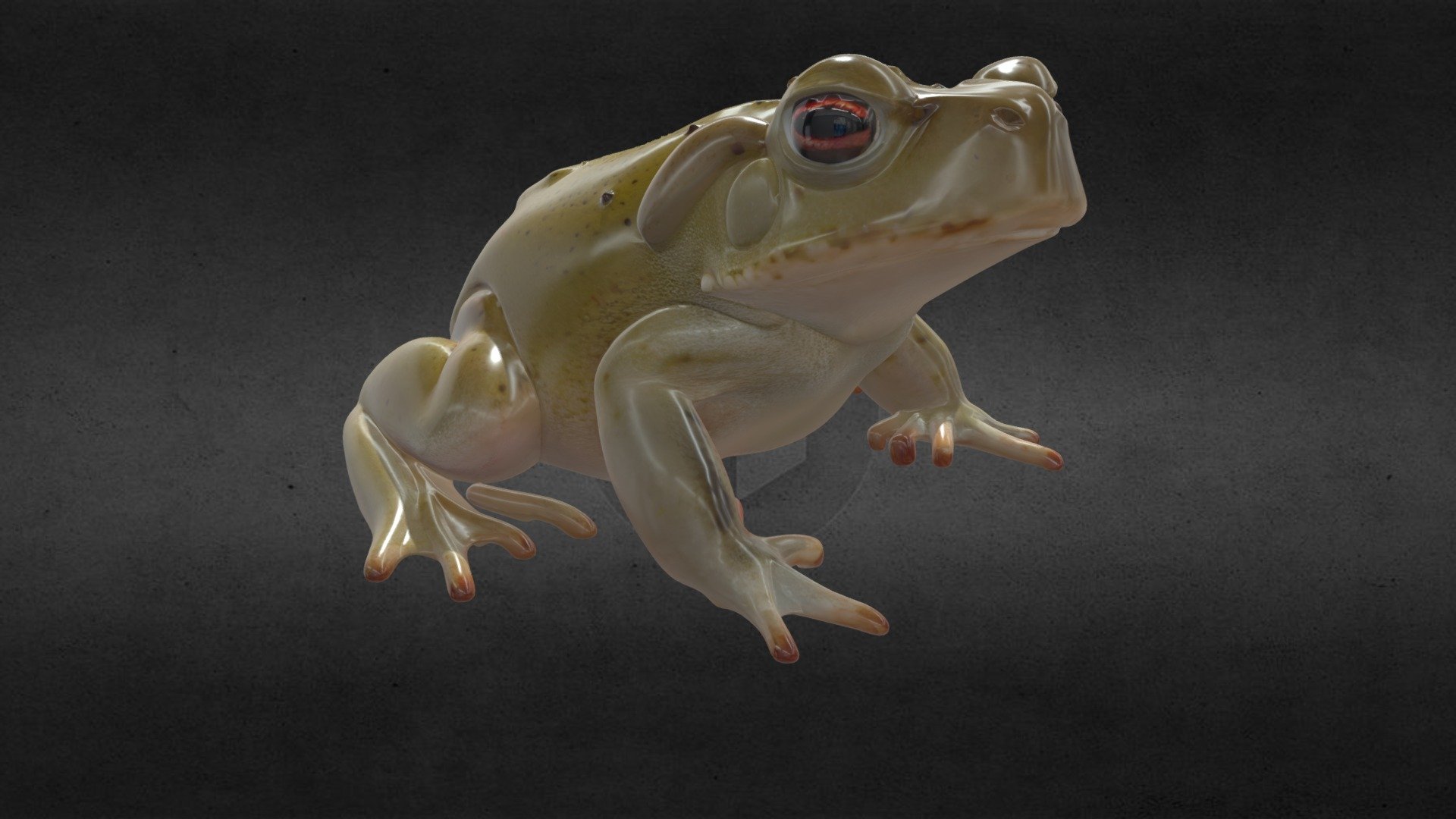 Sonoran Dessert Toad - Bufo psy toad - 3D model by Bart Sakwerda - 3d models and research (@bart ...