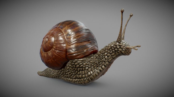 Snail 3D models - Sketchfab