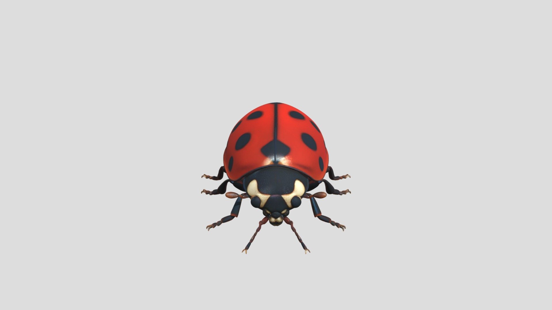 ladybird - Download Free 3D model by Natural AI (@Naturalai) [bb0d472 ...
