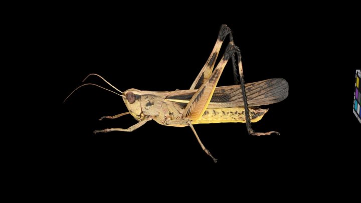 Locust 3D models - Sketchfab