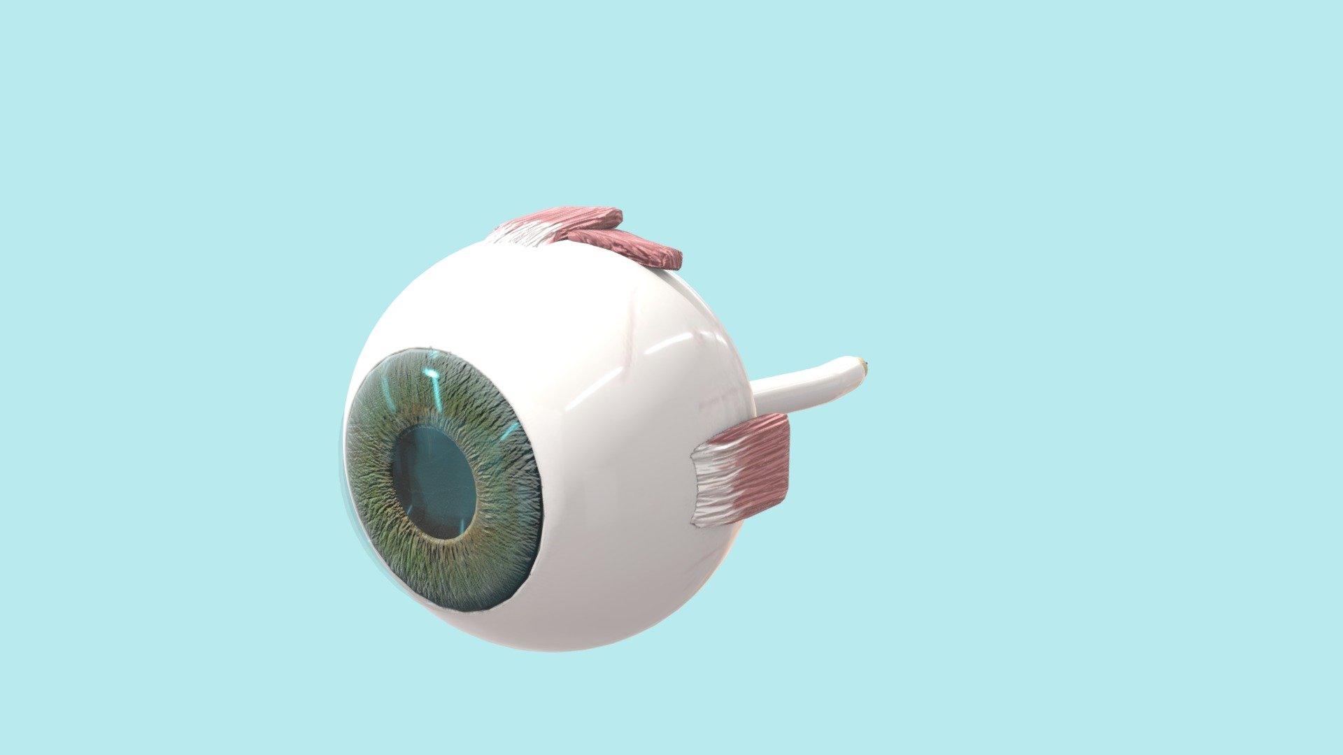Human Eye - 3D model by Rodrigo Esparza (@rodrigo.go) [bb10653] - Sketchfab