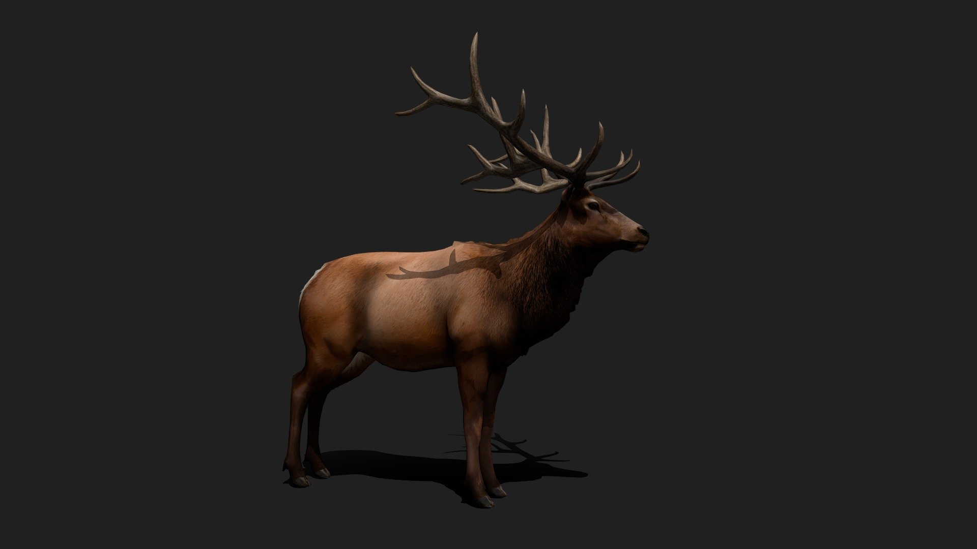 Realistic Elk / Cervo 3D Model - 3D model by WildMesh 3D (@WildMesh_3D ...