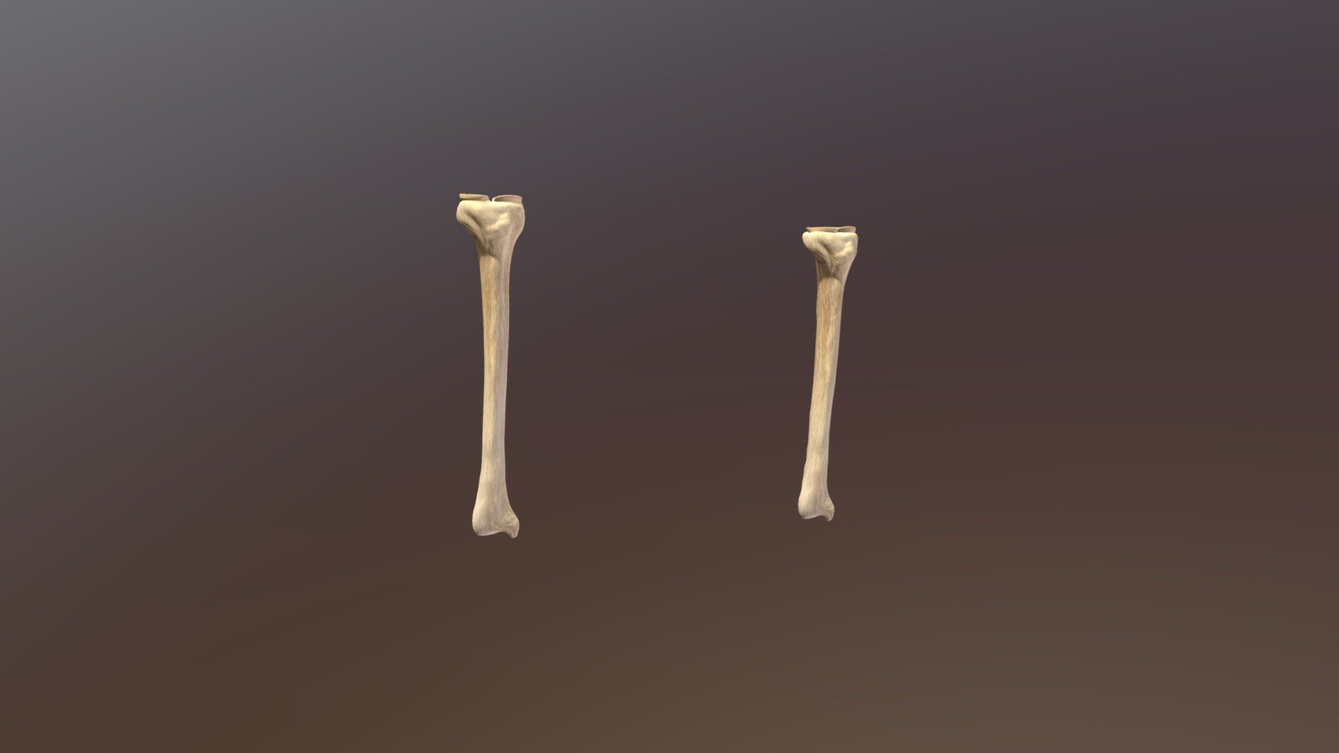 tibia anatomy - 3D model by sidout45 [bb14439] - Sketchfab
