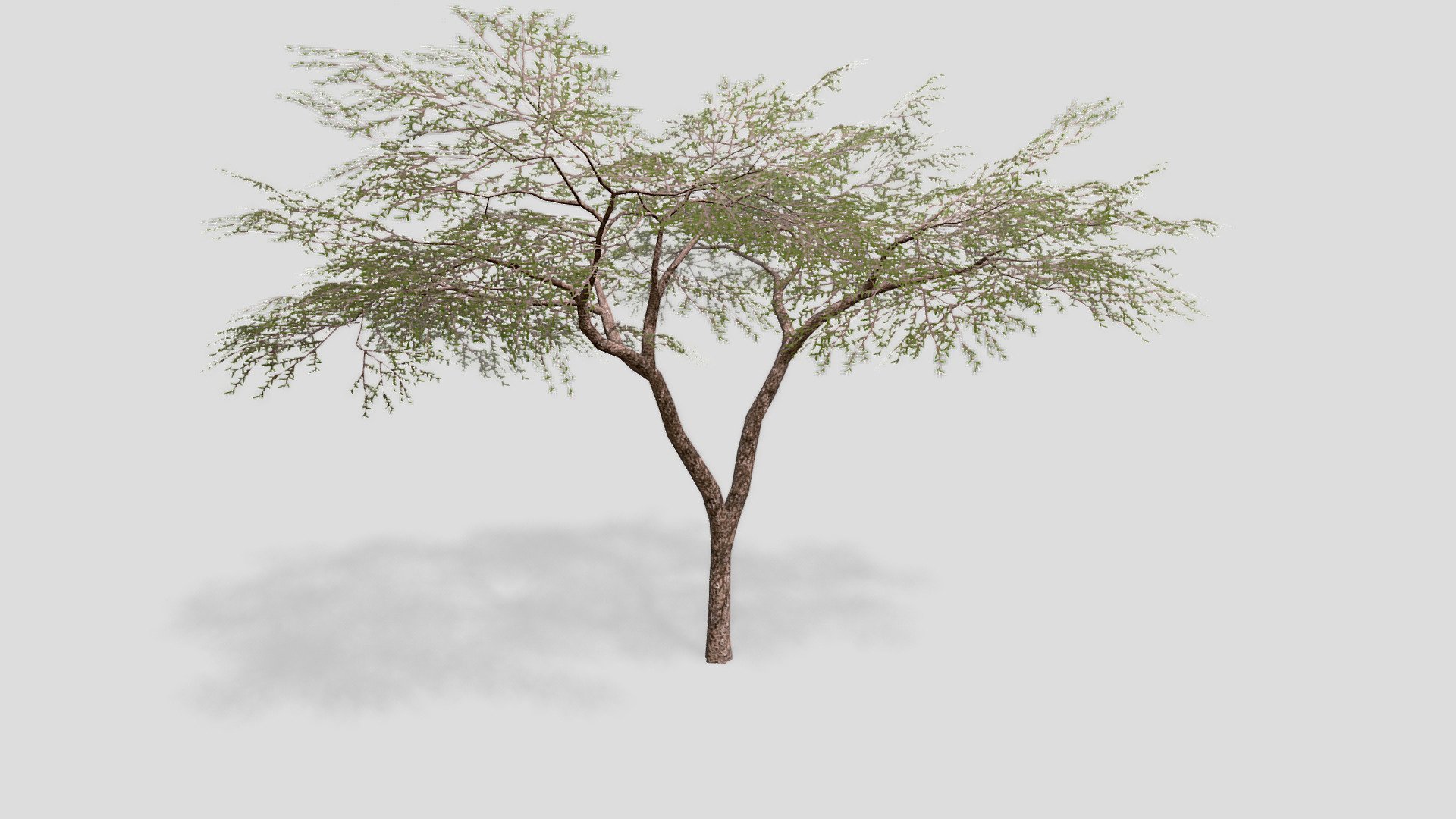 Acacia tree - Download Free 3D model by evolveduk [bb14c2b] - Sketchfab