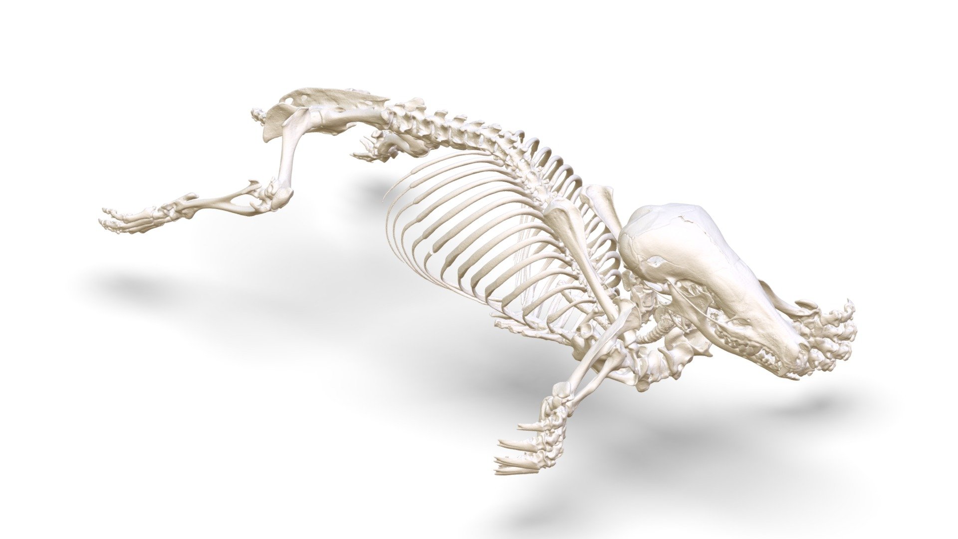 Mogera kobeae kiusiuana (MSB:Mamm:45445) - 3D model by Biodiversity ...