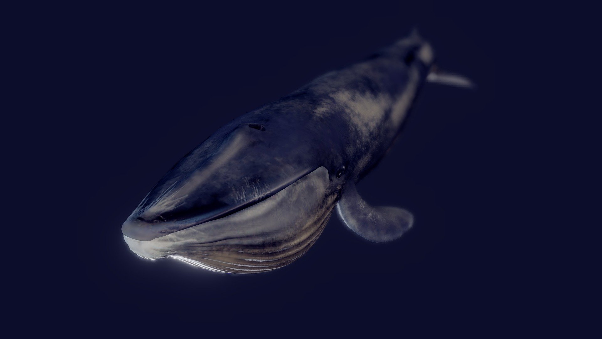 Blue Whale (Animated) - Buy Royalty Free 3D model by Zyleck [bb1cc39 ...