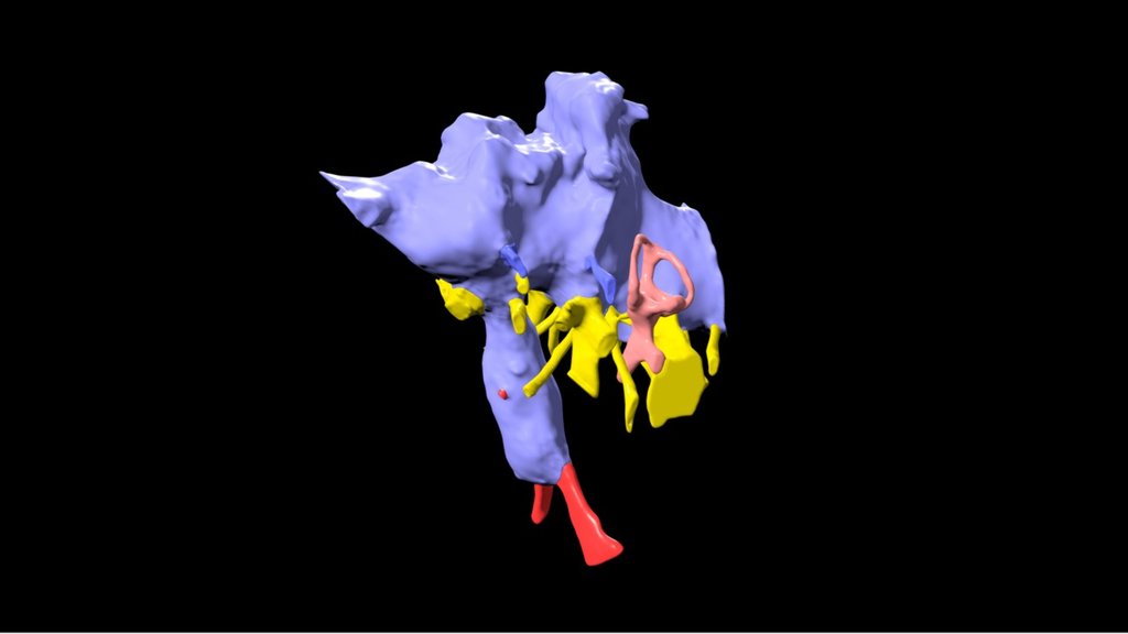 Sarmientosaurus brain endocast - titanosaur - 3D model by WitmerLab at ...