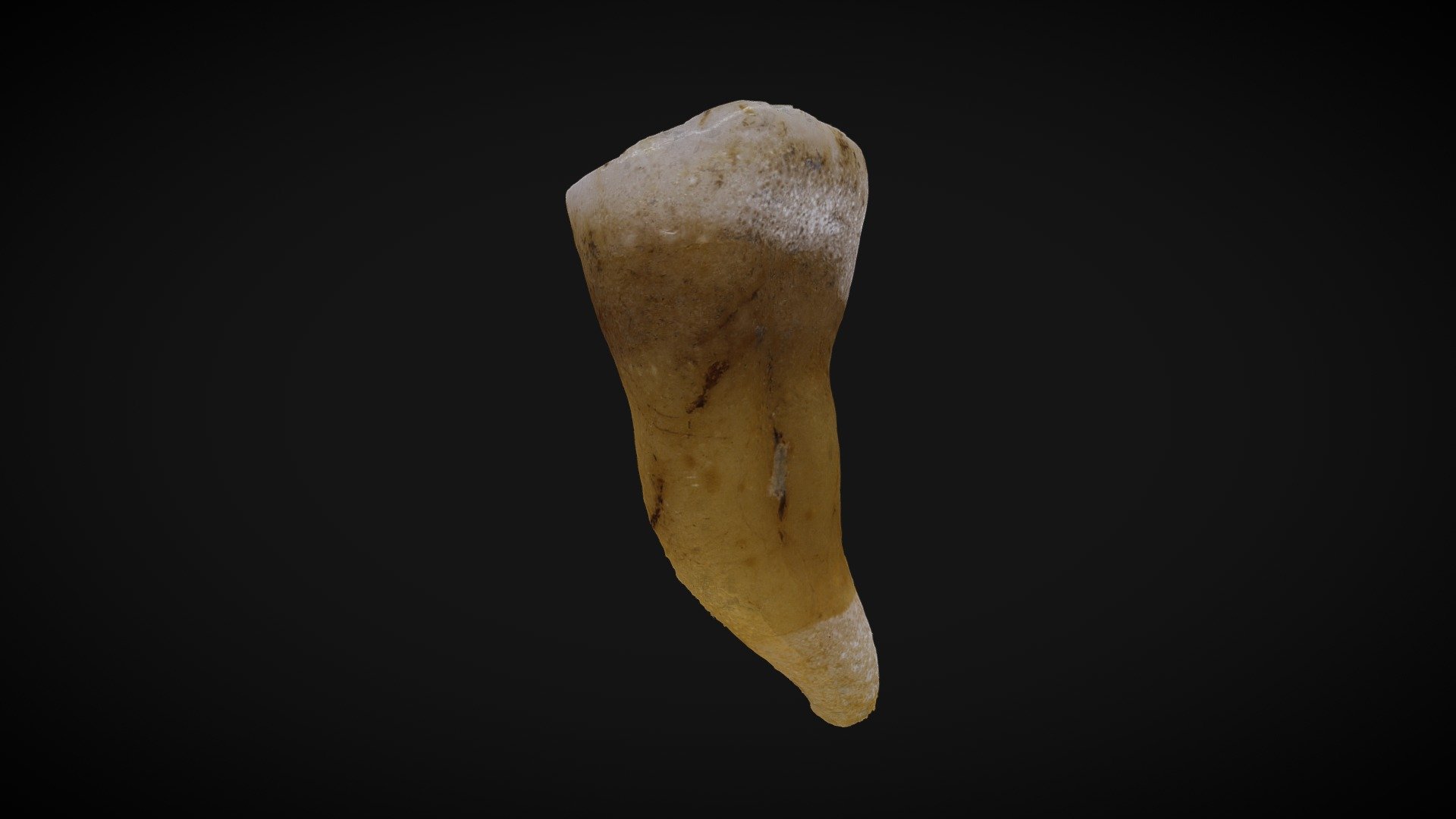 3er molar - Download Free 3D model by Oscar Silva Fontana (@oscarsilva ...