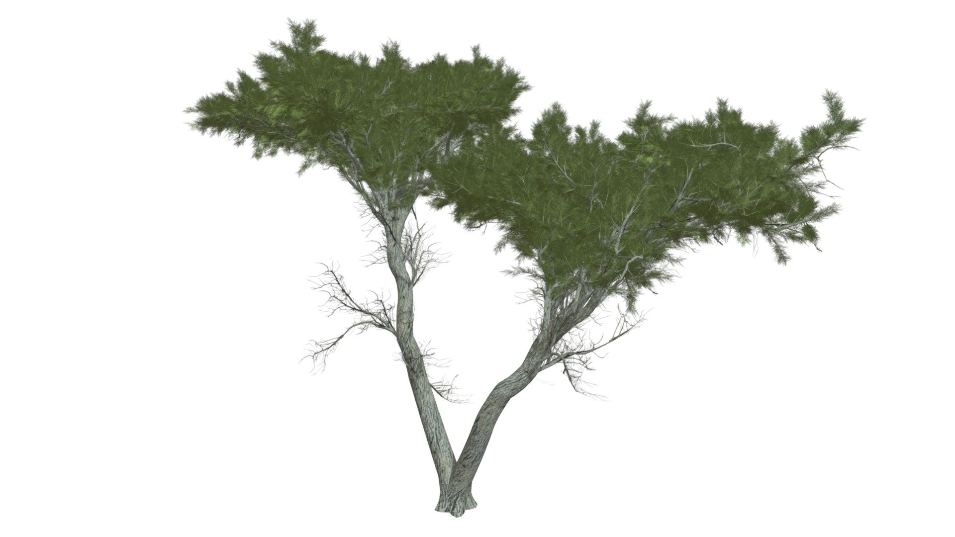 Monterey Cypress Tree #09 - Buy Royalty Free 3D model by meshshape ...